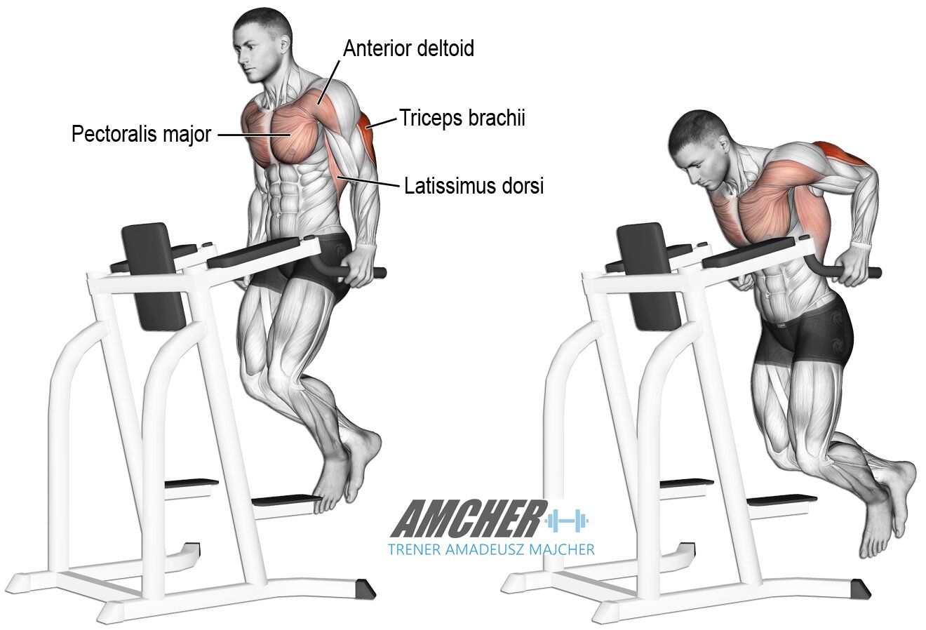Ćwiczenia na triceps. Poznaj najlepsze ćwiczenia wzmacniające triceps ...